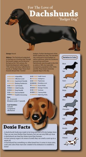 The Complete Guide to Dachshunds - Everything You Need to Know ...