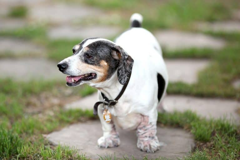 10 Common Dachshund Health Problems to Look out For - Dachshund Journal