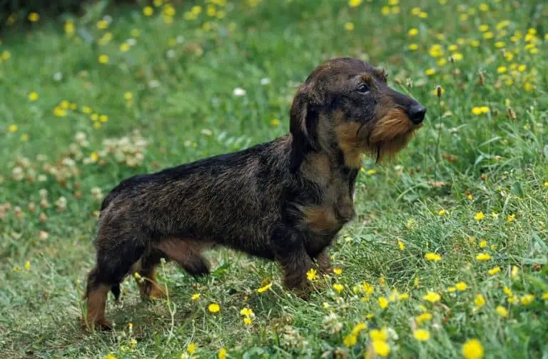 What Are the Differences Between a Teckel and a Dachshund?' - Dachshund ...